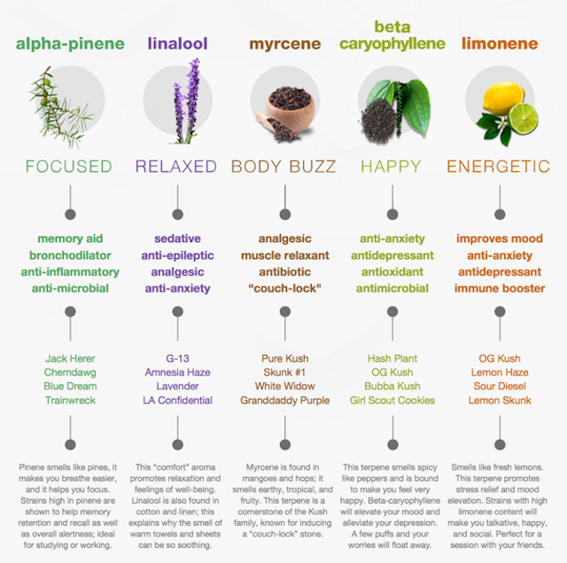 Terpenes and where they come from – CannaCopia Provisions